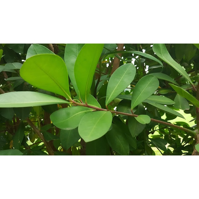 Jual Daun Pucuk Lampeni | Shopee Indonesia