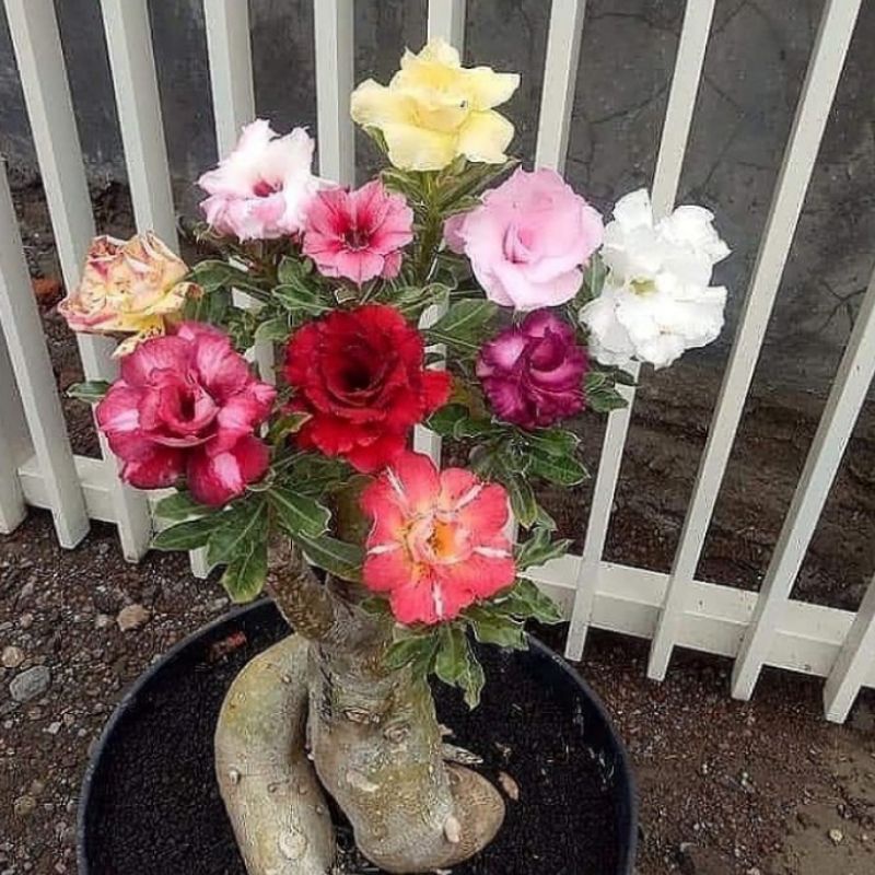 Jual tanaman hias adenium /kawinan silang /bibit kamboja jepang ...