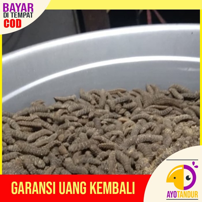 Prepupa Magot BSF Pupa Lalat Black Soldier Fly 100 gram | Shopee Indonesia