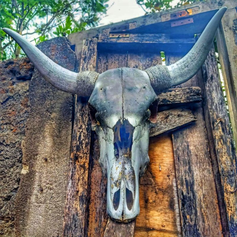 Jual hiasan dinding tengkorak sapi | Shopee Indonesia
