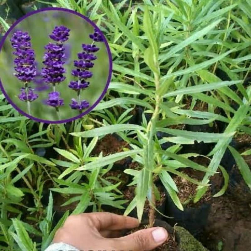 Jual bibit bunga lavender anti nyamuk ( beli 5 gratis 1 ) | Shopee ...
