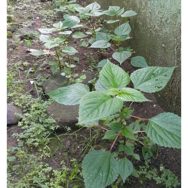 Harga Lateng Terbaru Okt 2024 |BigGo Indonesia