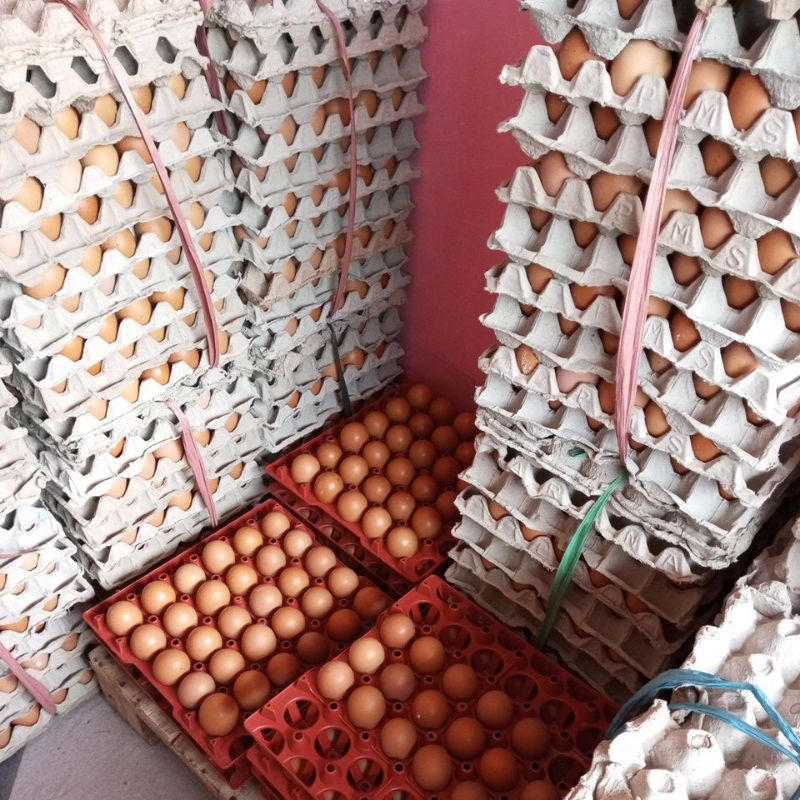 Produk ini telur | Shopee Indonesia