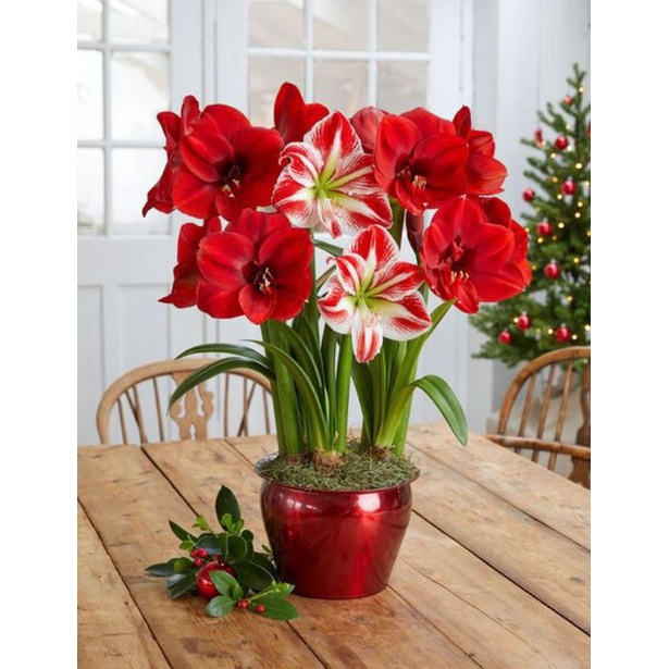 Jual Tanaman hias bakung amarilis-bunga bakung-amarilis-kembang-hiasan ...