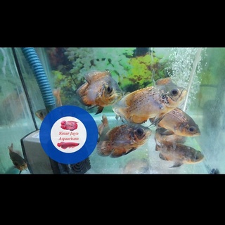 Jual Ikan Oscar Red Chilli / Oscar Paris Albino Red / Oscar Albino ...