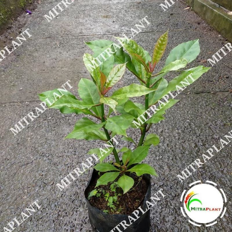 Jual Bibit Pohon Jarum Tujuh Bilah - Tanaman Daun Jarum 7 Bilah ... Jual Bibit Pohon Jarum Tujuh Bilah - Tanaman Daun Jarum 7 Bilah ...