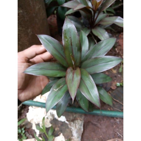 Jual PROMO!! tanaman hias hanjuang mini - pohon hanjuang mini ...