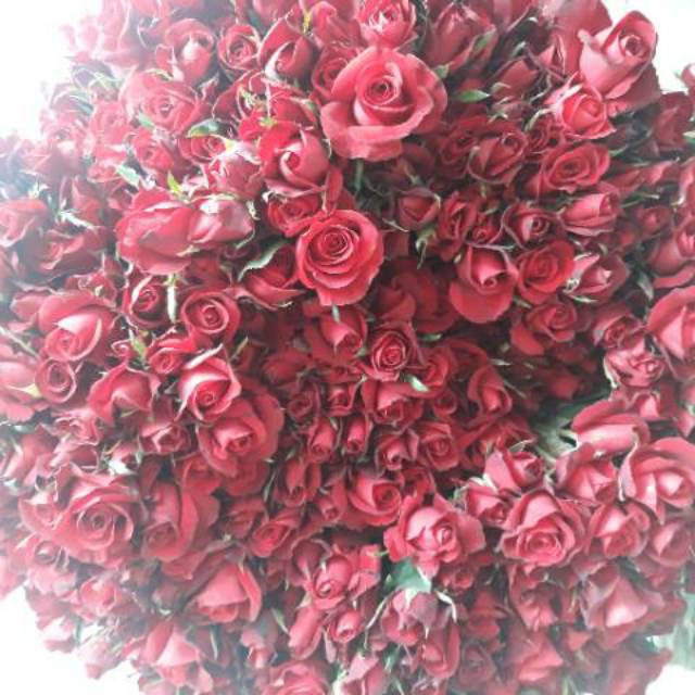 17+ Gambar Bunga Mawar Segar Populer - Informasi Seputar Tanaman Hias