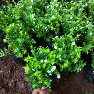 Jual Tanaman hias taiwan beauty bunga putih / pohon taiwan beauty bunga ...