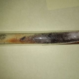 Jual Isolat Aspergillus niger agar miring | Shopee Indonesia