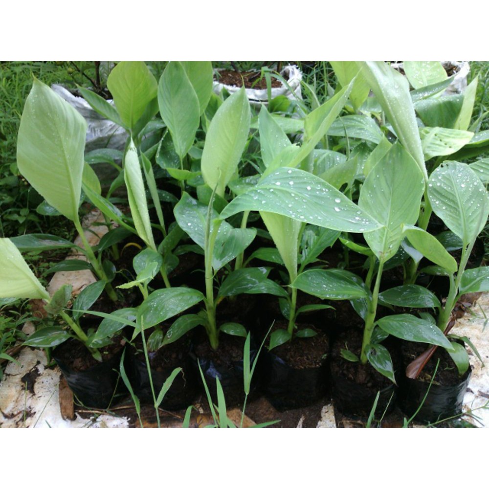 Jual Pisang Raja Bulu Kuning (Paket 10 Pohon Hasil Kuljar) | Shopee ...