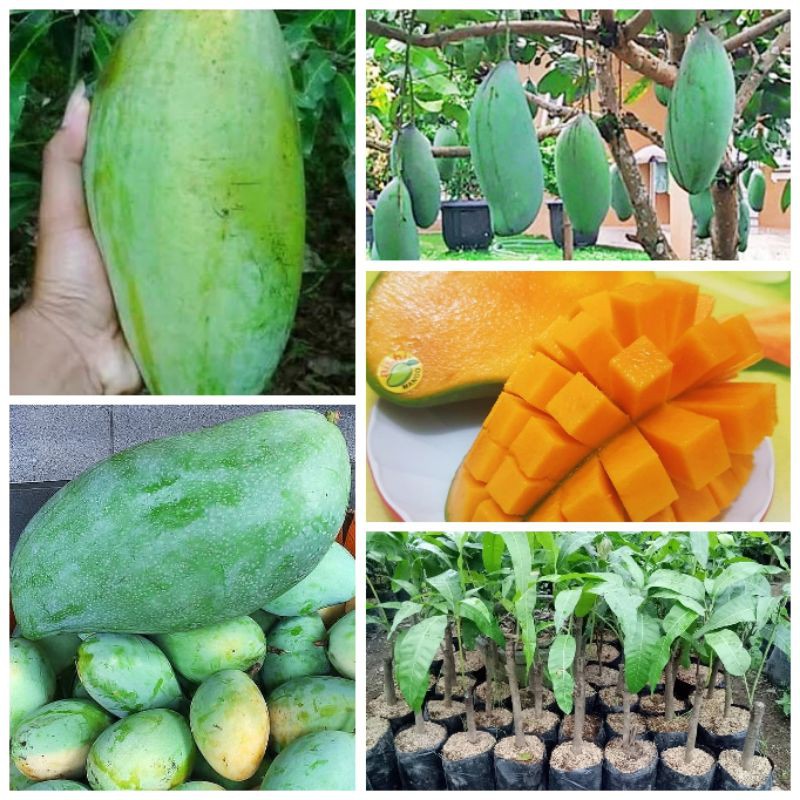 Jual bibit mangga mahathir 1 pohon | Shopee Indonesia Jual bibit mangga mahathir 1 pohon | Shopee Indonesia