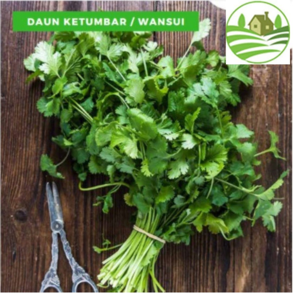 Jual Sayur Wansui / Daun Ketumbar Organik 100g | Shopee Indonesia