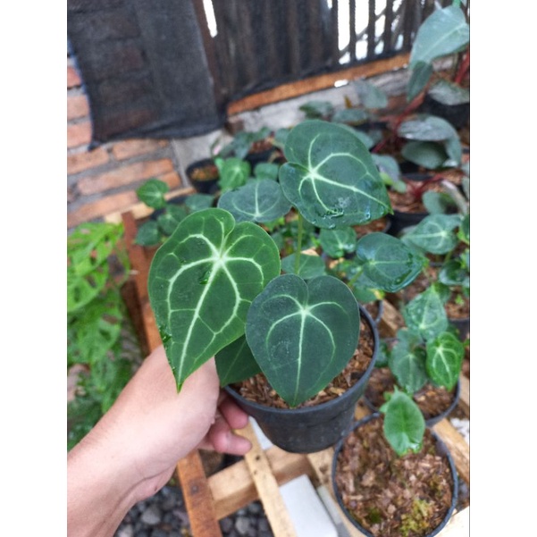 Jual Tanaman Hias Bunga anthurium Clarynervium Kuping Gajah tarantula ...