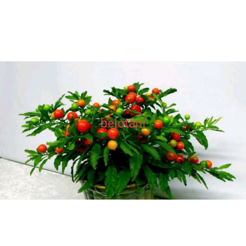 Jual Bibit Tanaman Tomat Cherry / Ceri Sudah Berbunga dan Berbuah ...