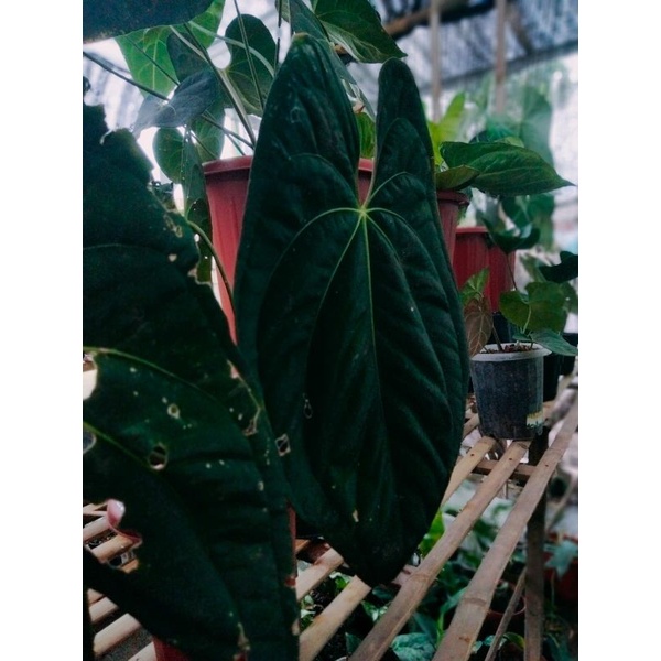 Jual Anthurium dark Phoenix original (bonggol) | Shopee Indonesia