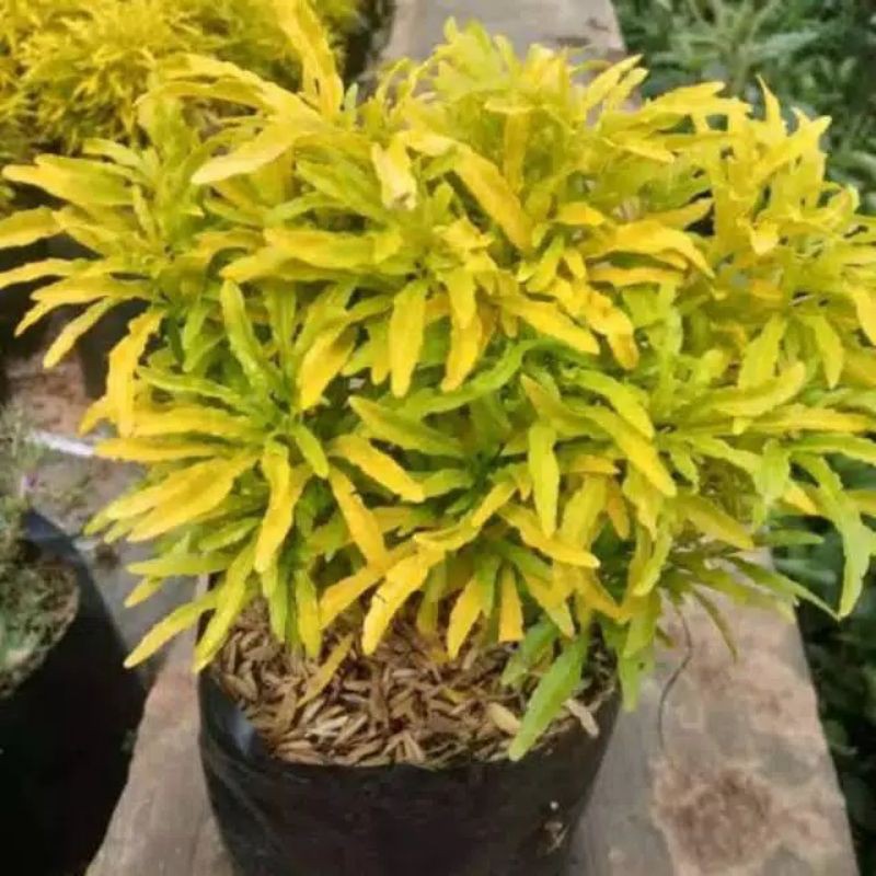 Jual Tanaman Hias Brokoli Kuning | Shopee Indonesia