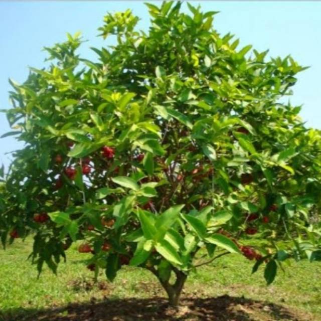 Jual Jual pohon jambu air madu deli tinggi pohon 2 meter sudah berbuah ...