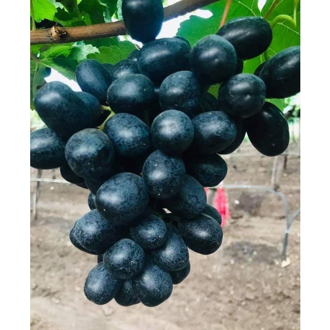 Jual Bibit Anggur Import Jupiter (anggur hitam manis) | Shopee Indonesia