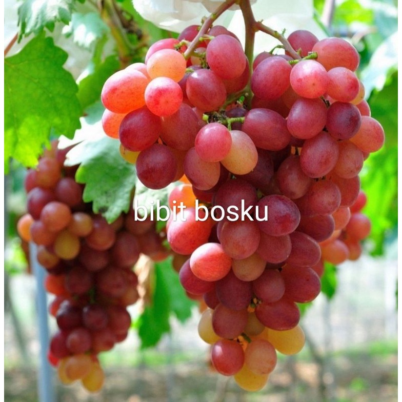 Bibit Anggur Red Master (Manis) | Shopee Indonesia