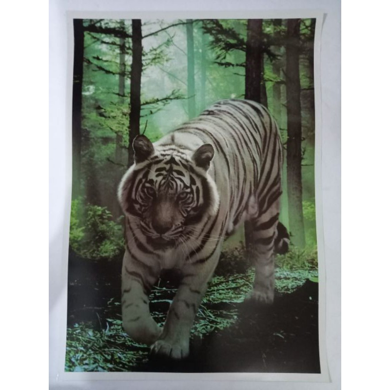 Jual POSTER MACAN/HARIMAU UKURAN BESAR 70x50cm | Shopee Indonesia