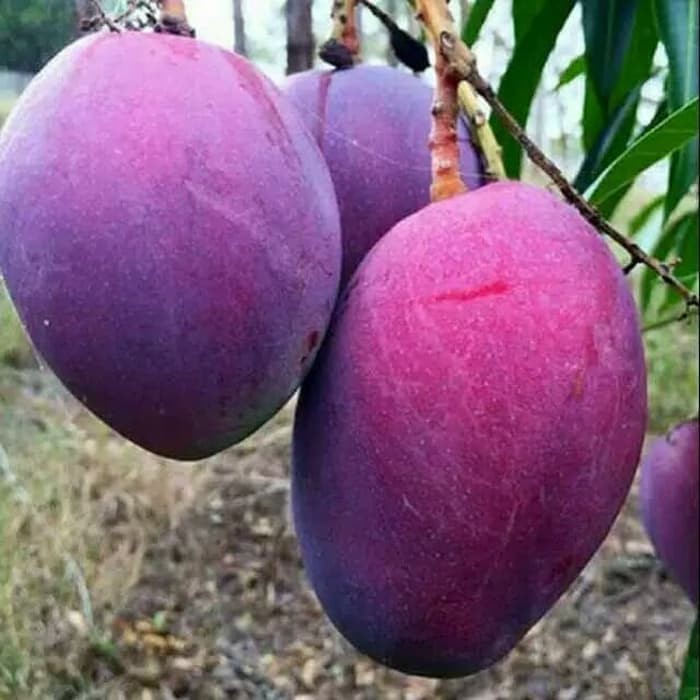 Jual Bibit Mangga Irwin / Mangga Ungu ( 1 METER BATANG BESAR) | Shopee ...