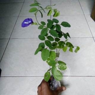 Jual Bibit tanaman bunga telang Pohon telang - Tanaman kembang teleng ...