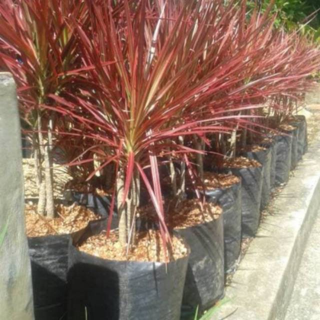 Jual Tanaman hias tri color - Pohon tri color | Shopee Indonesia