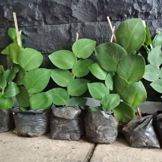 Jual Tanaman Rambat Dolar Besar / Tanaman Hias / Dolar Rambat Indonesia ...