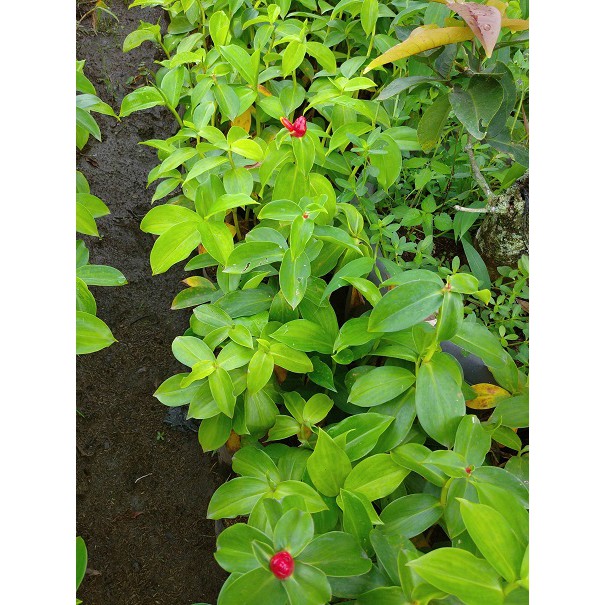 Jual Tanaman pacing pentol~Tumbuhan Bibit Pacing Pentol~Costus Arabicus ...