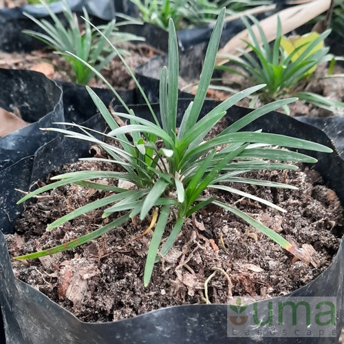 Jual Tanaman hias kucai mini I ophiopogon japonicus | Shopee Indonesia