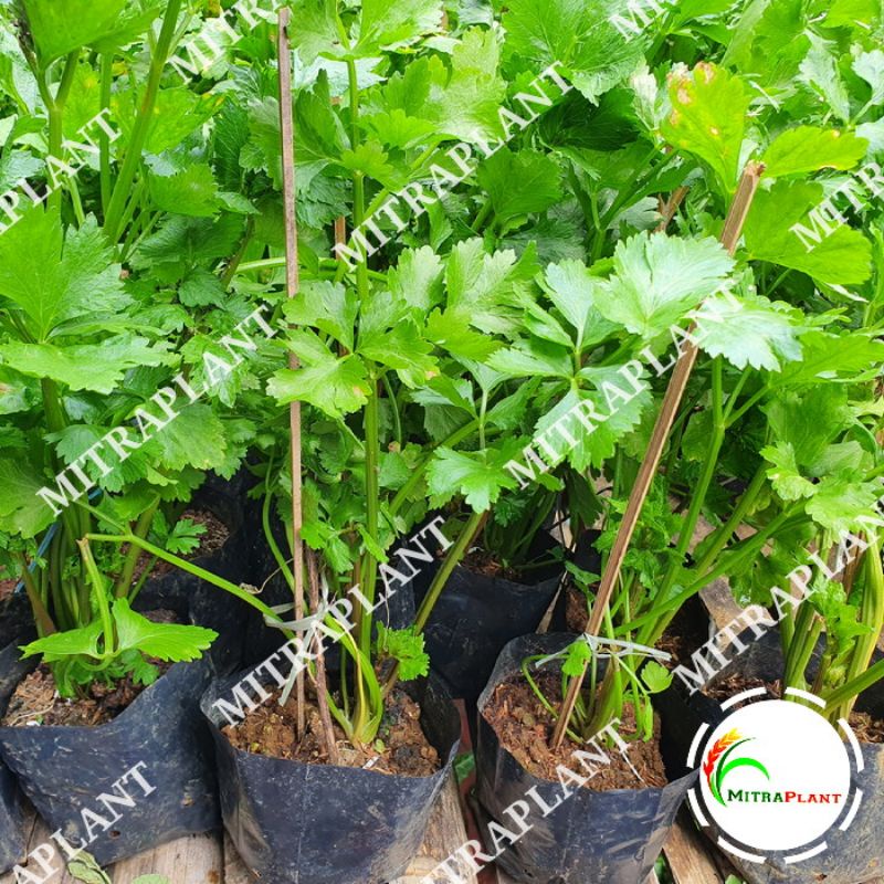 Jual Bibit Pohon Seledri - Tanaman Daun Celedry - Tanaman Sledri Bahan ...