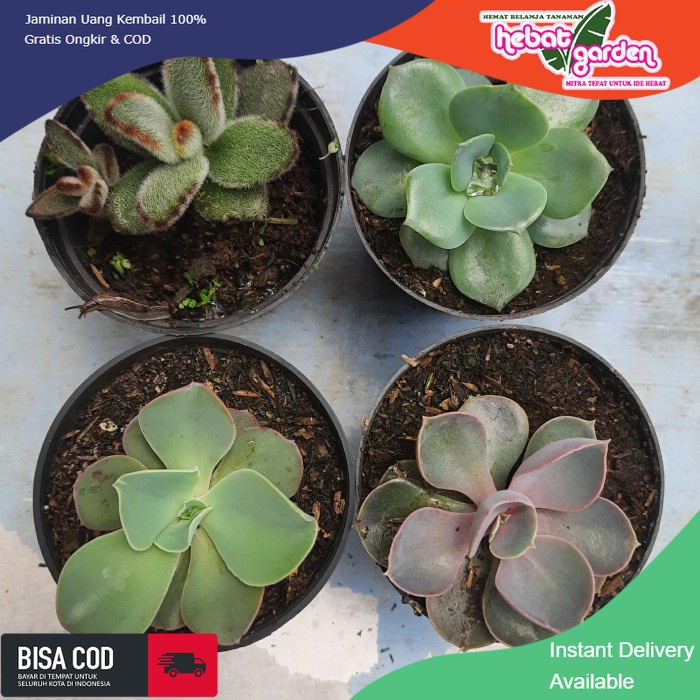 Jual JUAL paket sukulen isi 3pc d - Hebat Store | Shopee Indonesia Jual JUAL paket sukulen isi 3pc d - Hebat Store | Shopee Indonesia