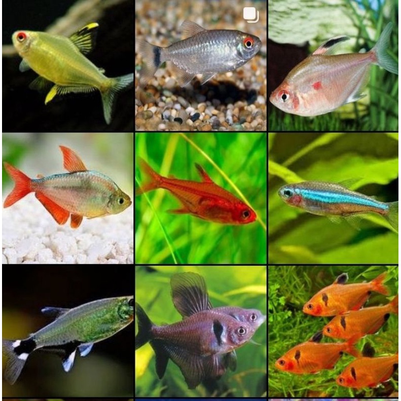 Jual paket ikan tetra mix 20 ekor | Shopee Indonesia