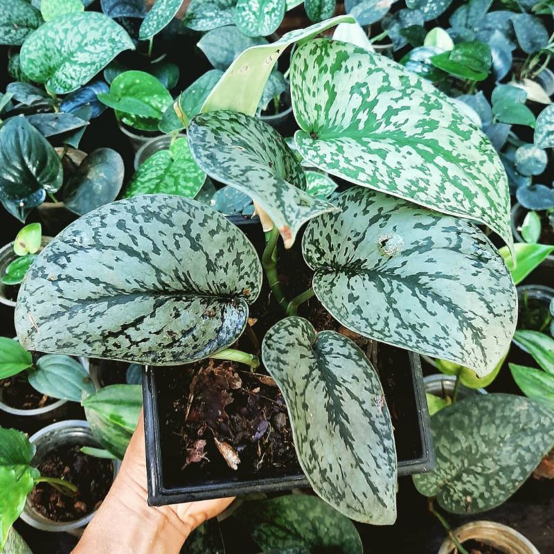 Jual Scindapsus Silver Satin | Shopee Indonesia