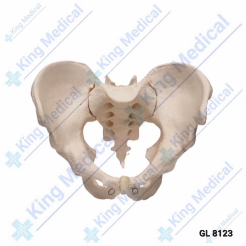 Jual Alat Peraga/Manekin Adult Male Pelvis Phantom Tulang Panggul 8123 ...
