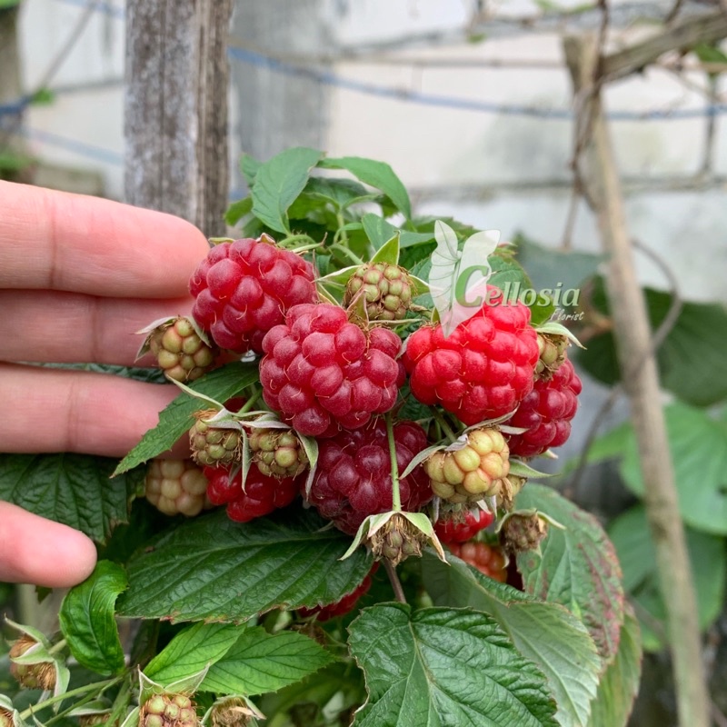 Jual Bibit Buah Rasberi Import Raspberry Jenis Polka Asli Daun Lebar ...