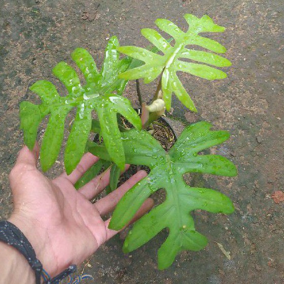 Jual Tanaman hias pot philo mayoi Philodendron mayoi tanaman ...