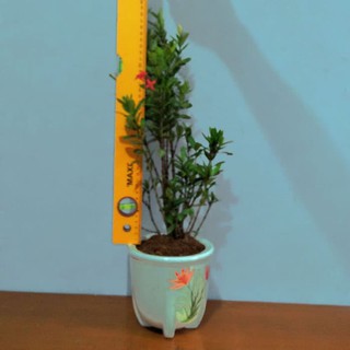 Jual Tanaman hias asoka soka bunga merah - ixora coccinea red | Jenis ...