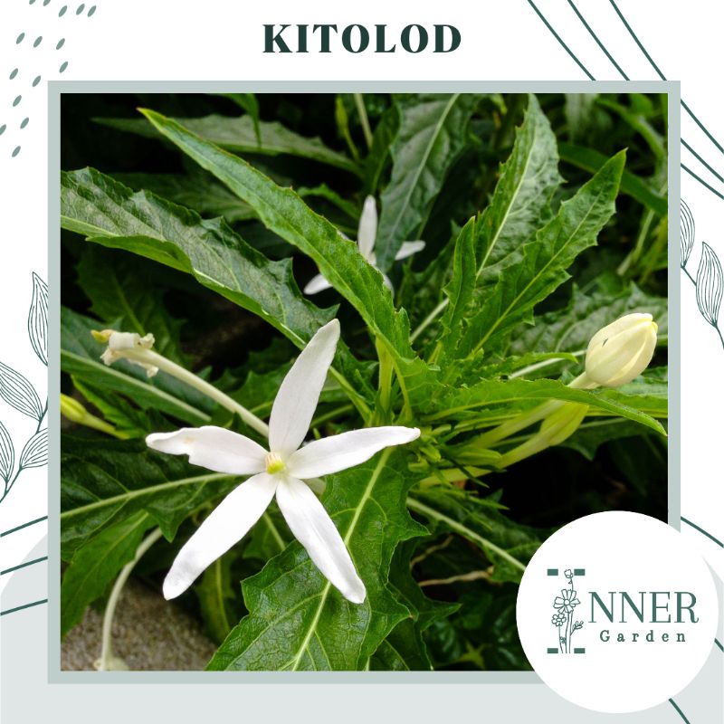 Jual 25 Biji Benih Tanaman Herbal Kitolod Korejat | Shopee Indonesia