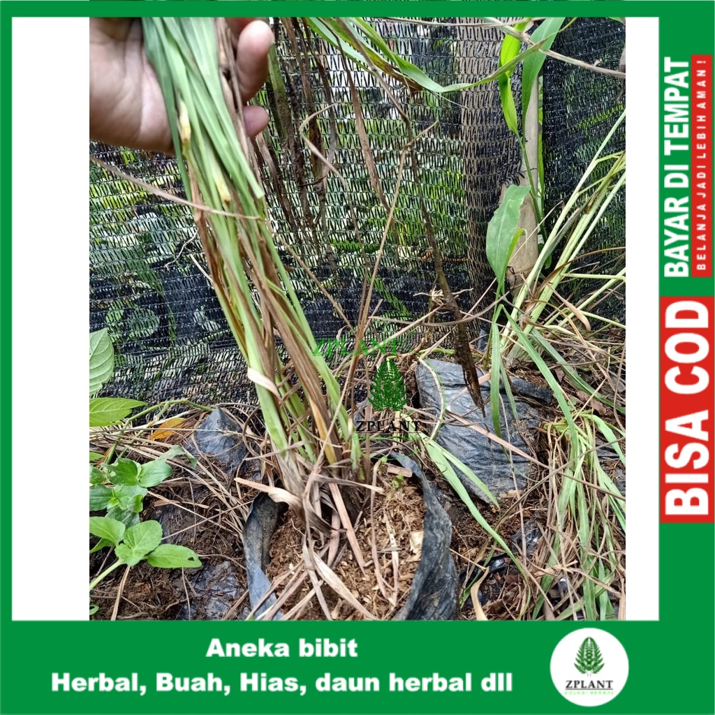 Jual Bibit Tanaman Sereh Sayur Bibit Daun Sereh Sayur Pohon Sereh Daun ...