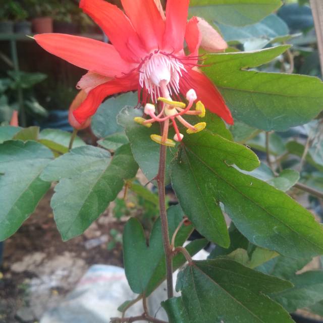 Jual Bunga rambat Bunga fleksi flora | Shopee Indonesia