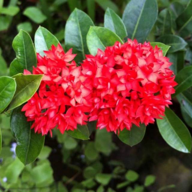 Jual Tanaman hias soka india - asoka india Indonesia|Shopee Indonesia