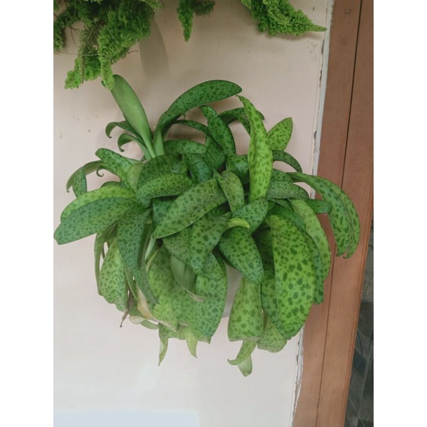 Jual TANAMAN HIAS LIDAH KATAK | Shopee Indonesia