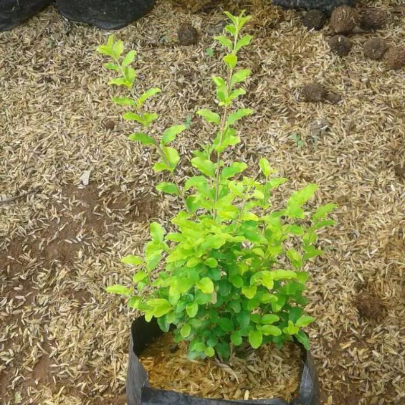 Jual Tanaman hias legistrum / Bibit legistrum | Shopee Indonesia