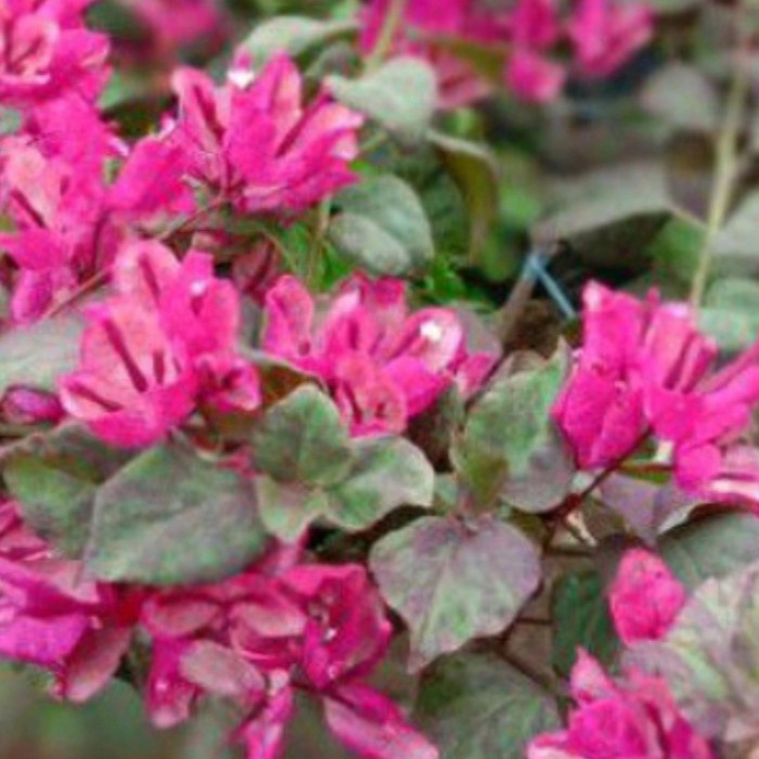 Jual BIBIT TANAMAN HIAS BUGENVIL BUNGA KERTAS//BLACK MARIA ...