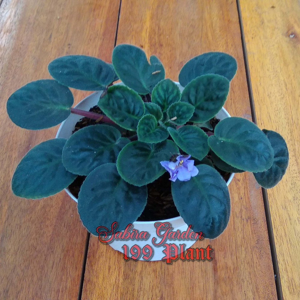 Jual TANAMAN HIAS Violces bunga biru (African violets blue delft ...