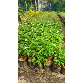 Jual tanaman hias pukul sembilan 9 yolanda bunga putih | Shopee Indonesia