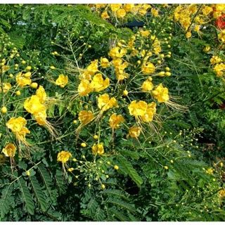 Jual Benih Bunga Merak Kuning 50 Biji Bunga Merak Kuning / Bibit Bunga ...