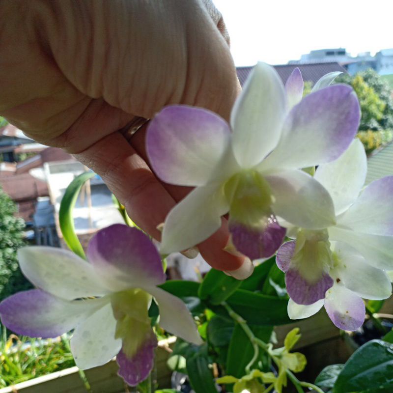 Jual Anggrek Dendrobium putih ungu | Shopee Indonesia